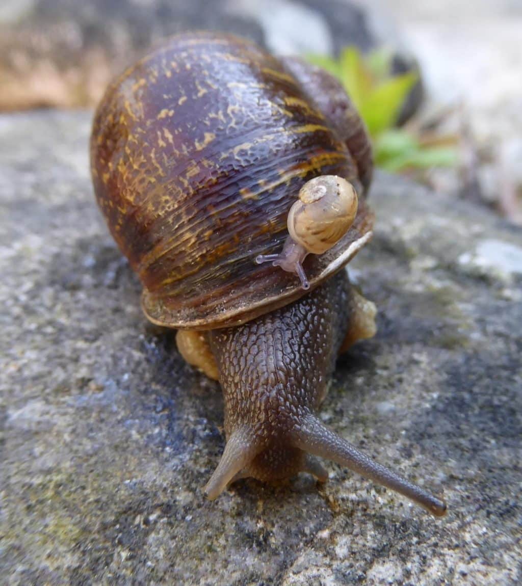 Snail & Slug Control