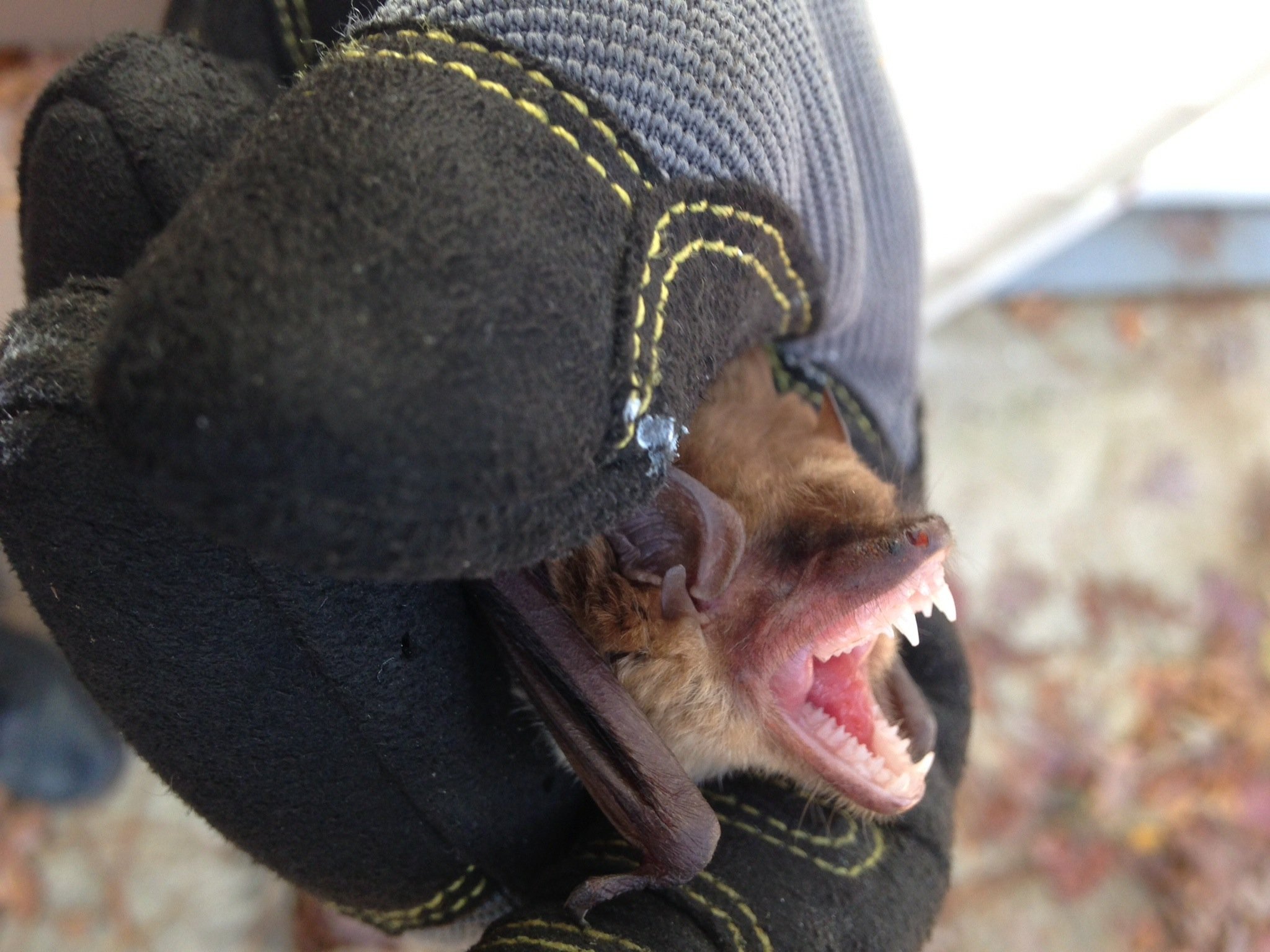 Bat Removal & Control