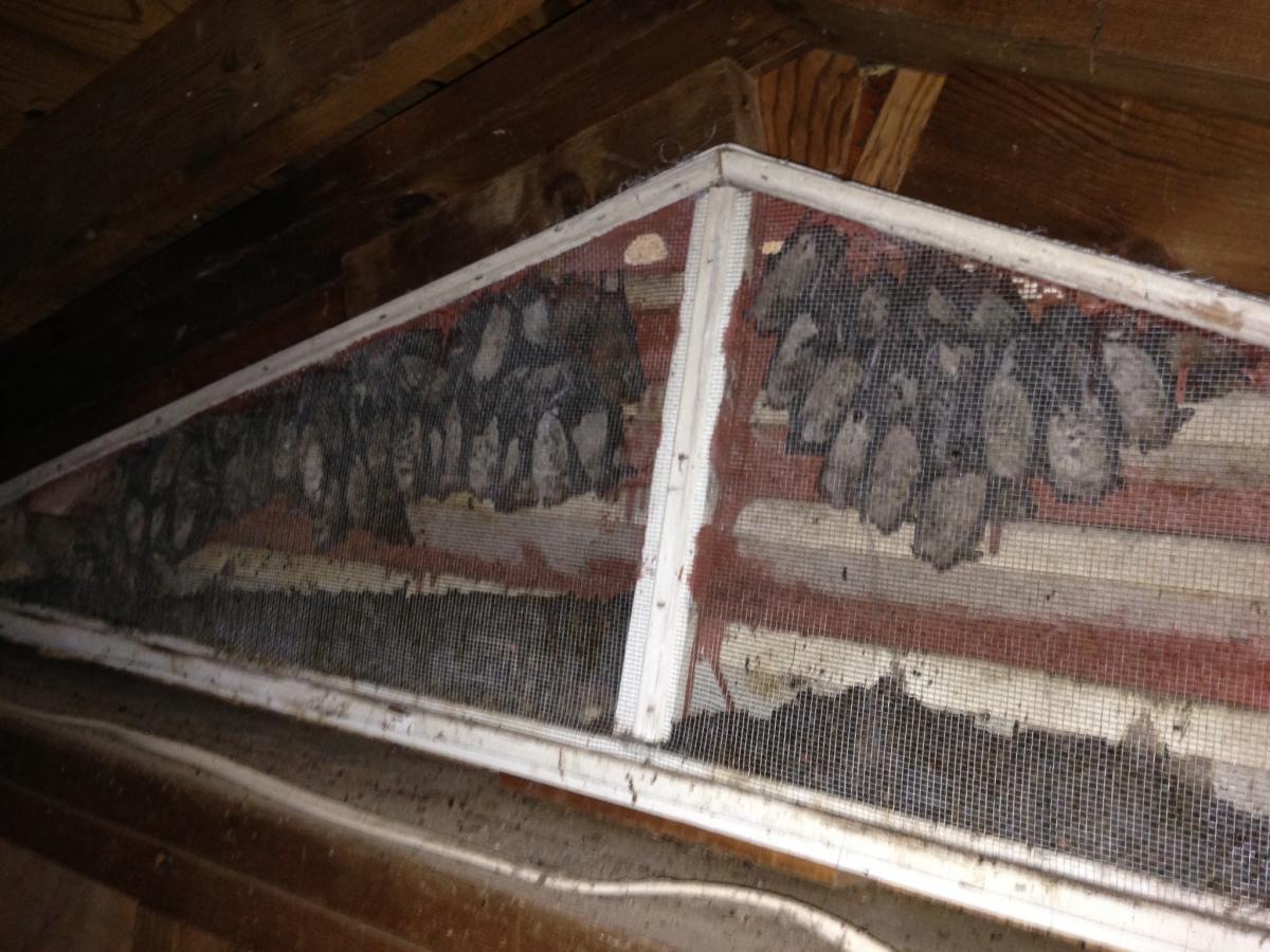 Southern Pest Management - Dawsonville to Johns Creek